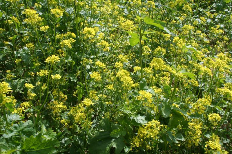 Les règles relatives aux BCAE 7 et BCAE 8 pour la PAC 2023 ...