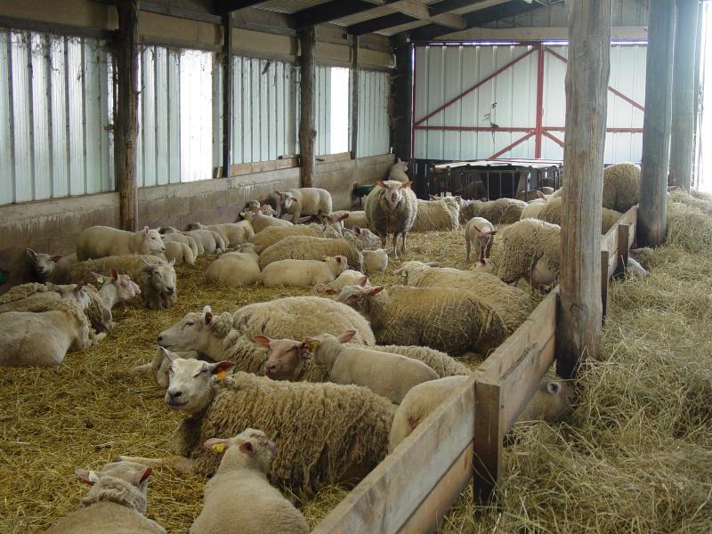 Production ovine | Journée technique ovine au lycée agricole d’Ahun ...