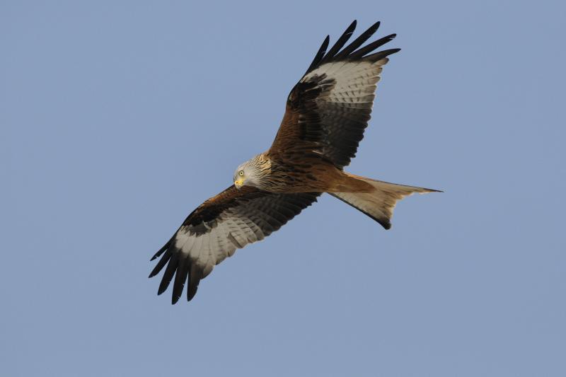 Le Milan royal, rapace emblématique dans le Massif-Central ...