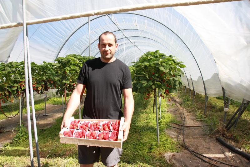 En vidéo > Fruits rouges : L'Earl du Suc de Montaigu récolte ses ...