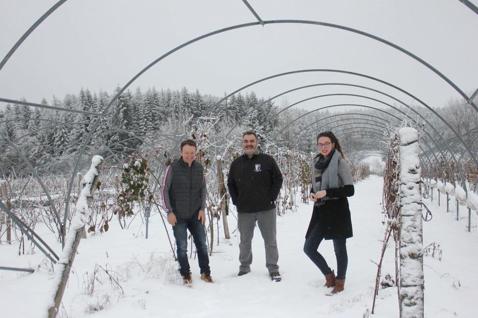 Fruits rouges | Petits fruits cherchent producteurs | Agriculture ...