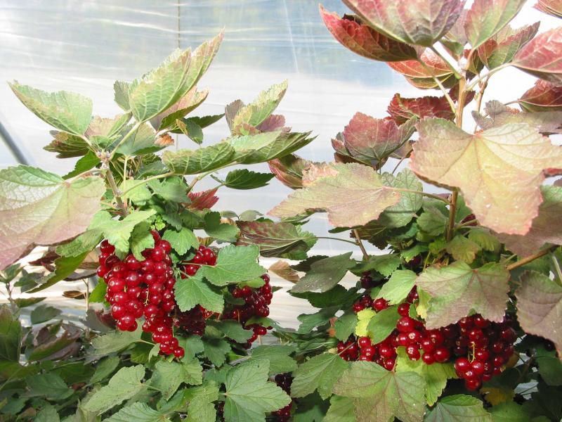 L’avenir des fruits rouges en Haute-Loire passe par une qualité ...