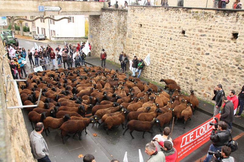 En vidéo : Le loup, un prédateur redoutable et incompatible avec l ...