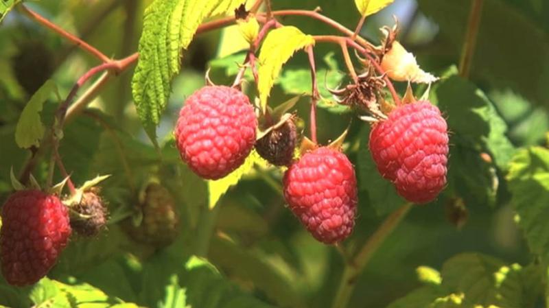 En video : Fruits rouges des Monts du Velay | Bilan de l'année 2012 ...
