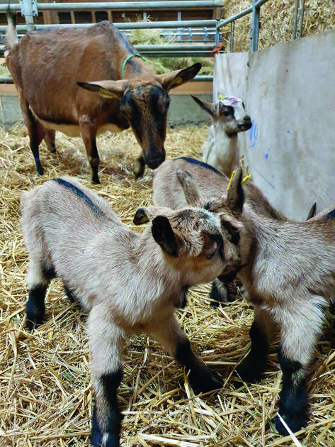 CAPRINS | La filière chevreaux en plein développement | Agriculture ...