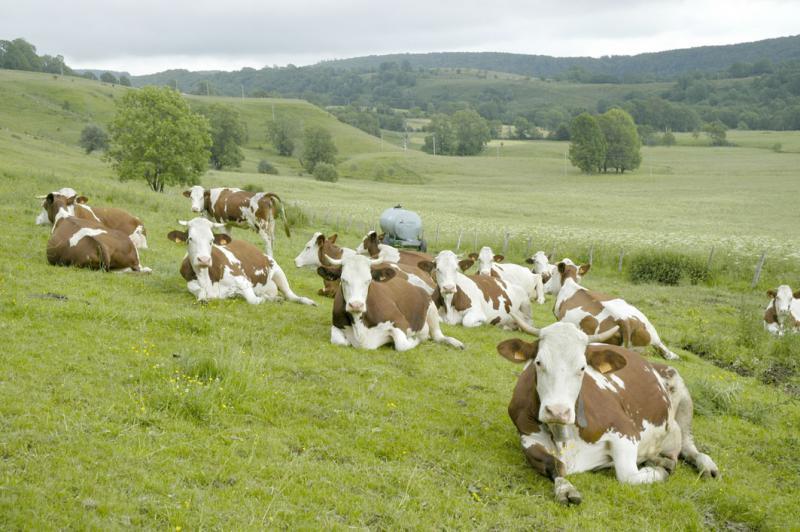 Lait : les ambitions d’une filière de retour à la table ...