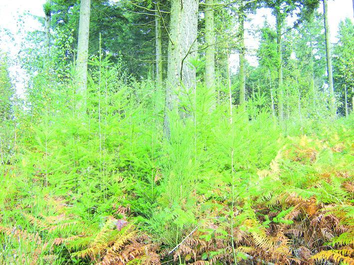 Coopérative forestière Unisylva | Renouvellement naturel des ...