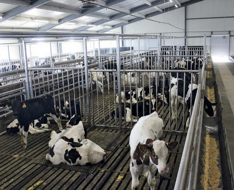 Le veau, une filière à découvrir | Agriculture Massif central | PAMAC