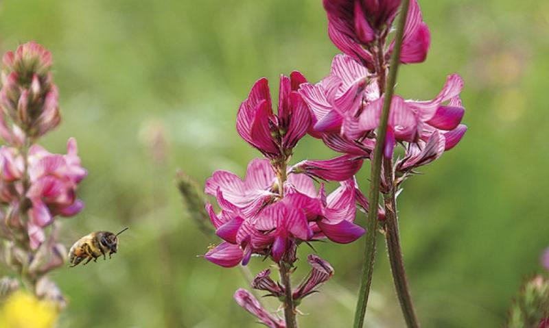 Le Sainfoin, une culture intéressante en mélange | Agriculture Massif ...