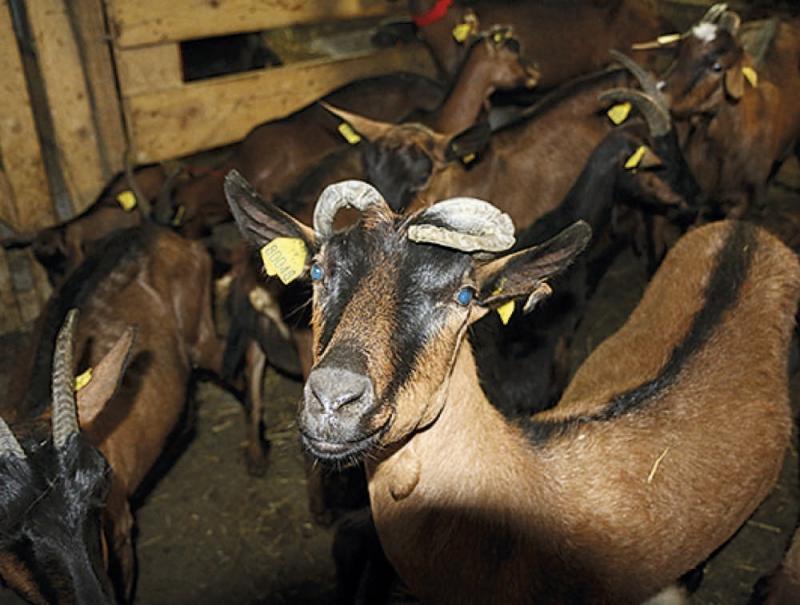 Une filière caprine bien en place | Agriculture Massif central | PAMAC