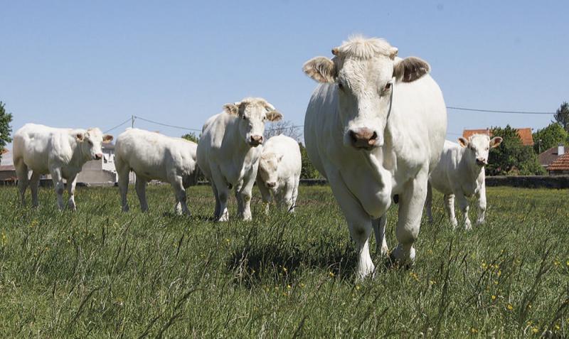 Comment appréhender cette nouvelle saison de pâturage ? | Agriculture ...