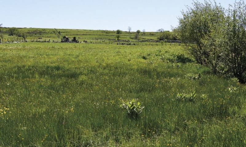 La diversité des prairies naturelles mise en lumière | Agriculture ...