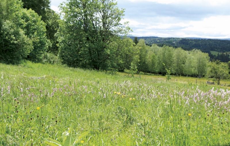 Les prairies naturelles piquent l'intérêt du parc national des Cévennes ...