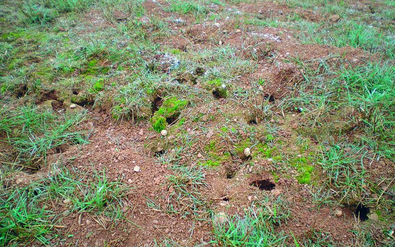 Cultures | Rats taupiers : comment remettre en état les prairies ...