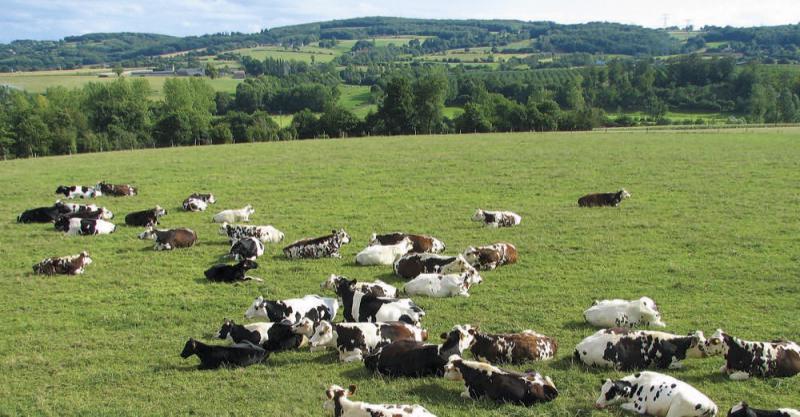 Lancement du premier lait digitalement certifié | Agriculture Massif ...