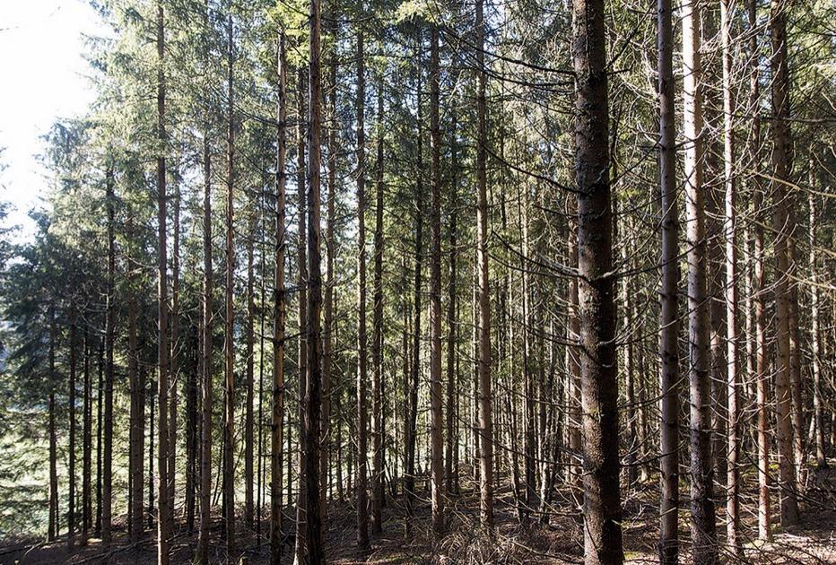 La forêt, un bien à préserver | Agriculture Massif central | PAMAC