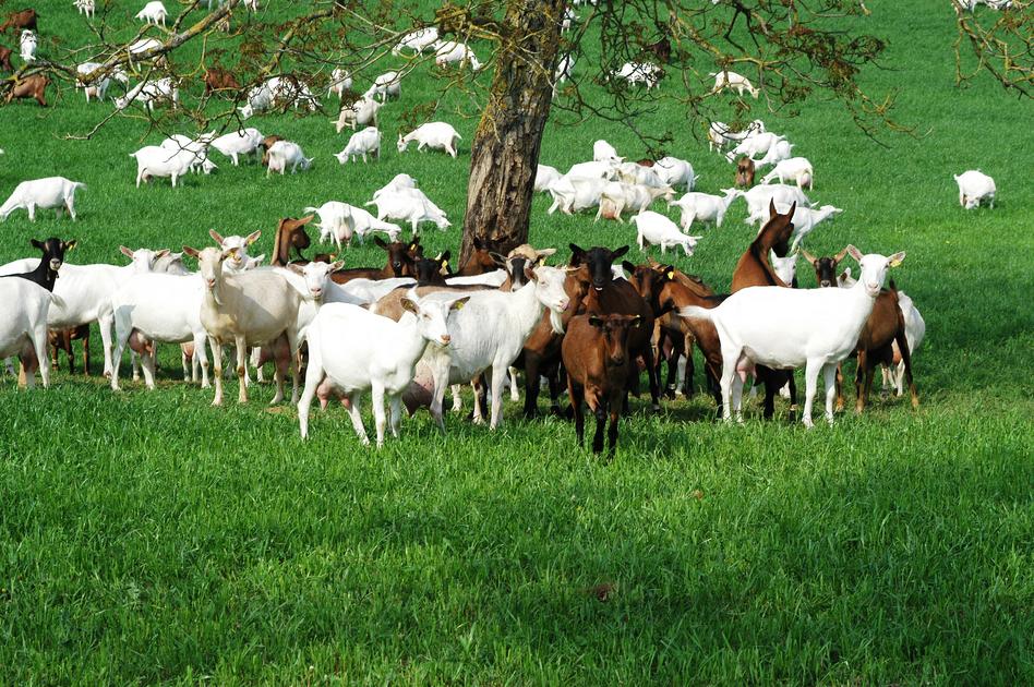 Le pâturage des chèvres, compliqué mais possible avec un peu d ...