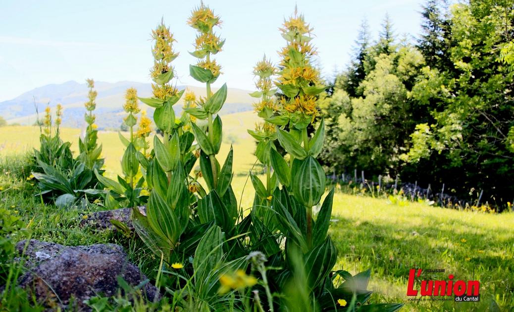 Interprofession | Préserver la gentiane pour la faire durer ...