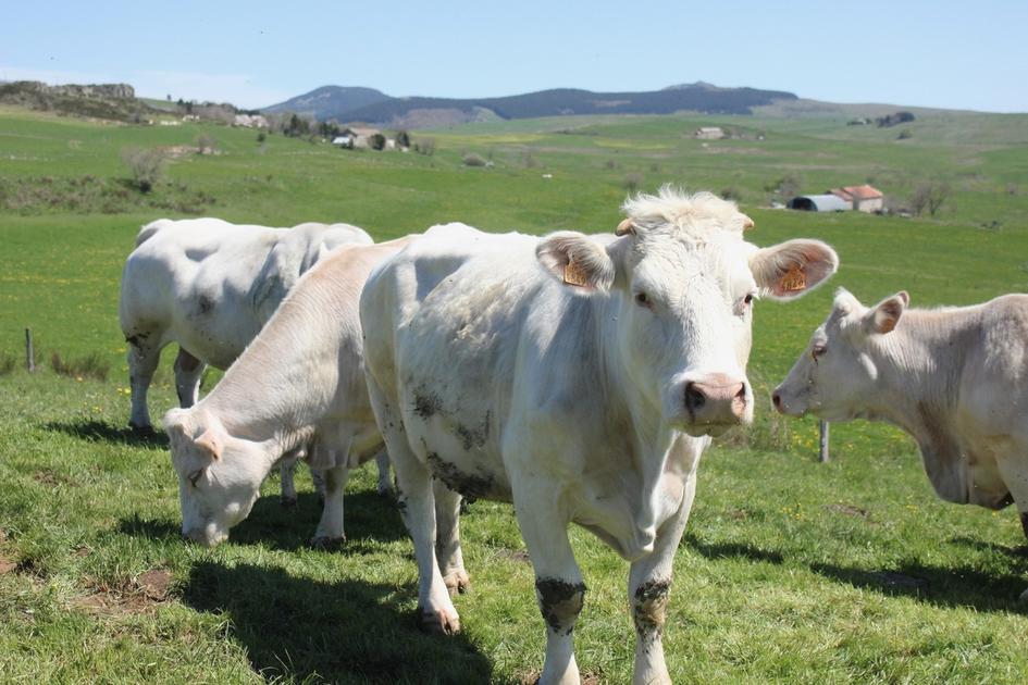 Tout ce qu'il faut savoir sur la DNC | Agriculture Massif central | PAMAC