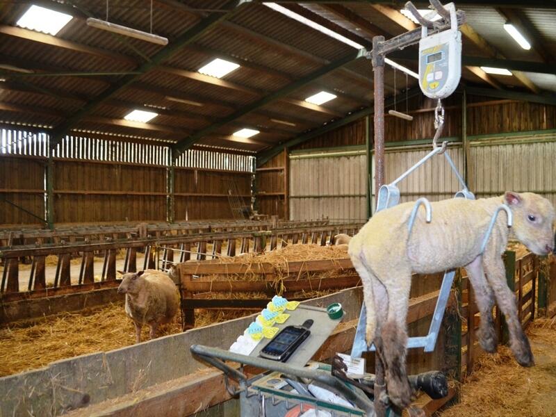 Les poids de naissance liés au nombre d’agneaux | Réussir Pâtre