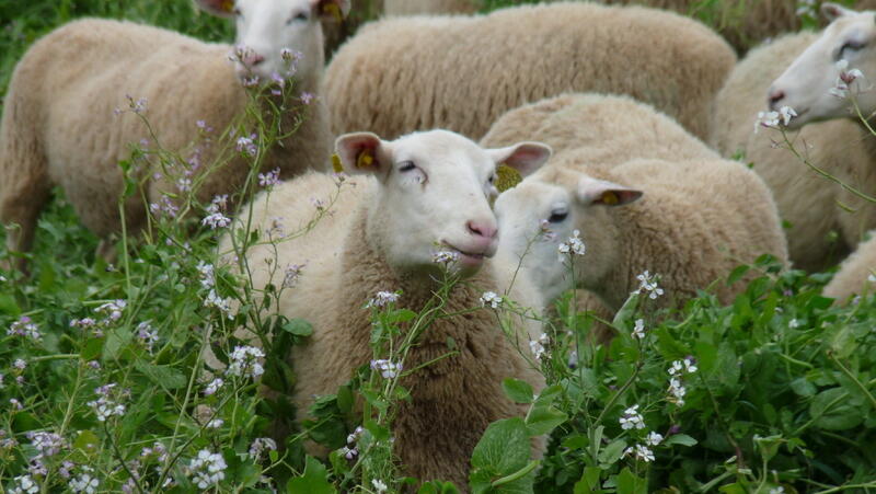Reprise d’état des brebis sans soucis de bien-être | Réussir Pâtre