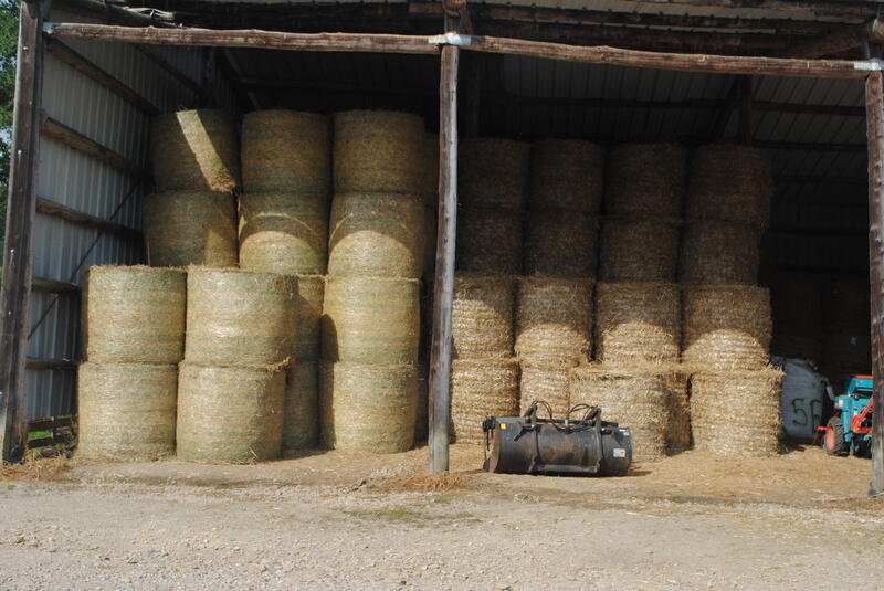 Le fourrage, indispensable à la digestion | Réussir Pâtre