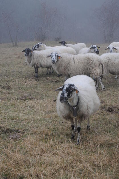 Oui, la RAVA c’est ça… ! | Réussir Pâtre