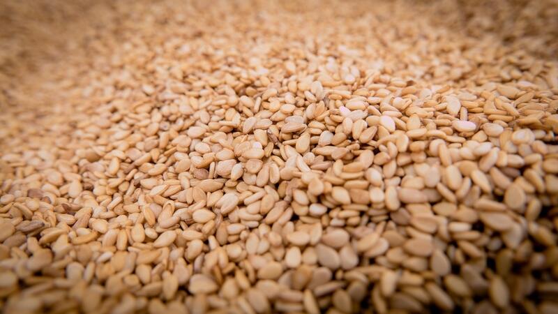 Le sésame comme substitut au maïs dans l’alimentation des ovins ... Le sésame comme substitut au maïs dans l’alimentation des ovins ...