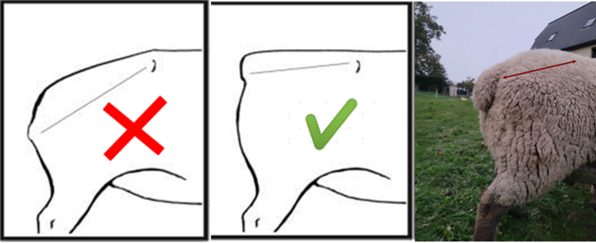 Un guide de pointage en ovin allaitant | Réussir Pâtre