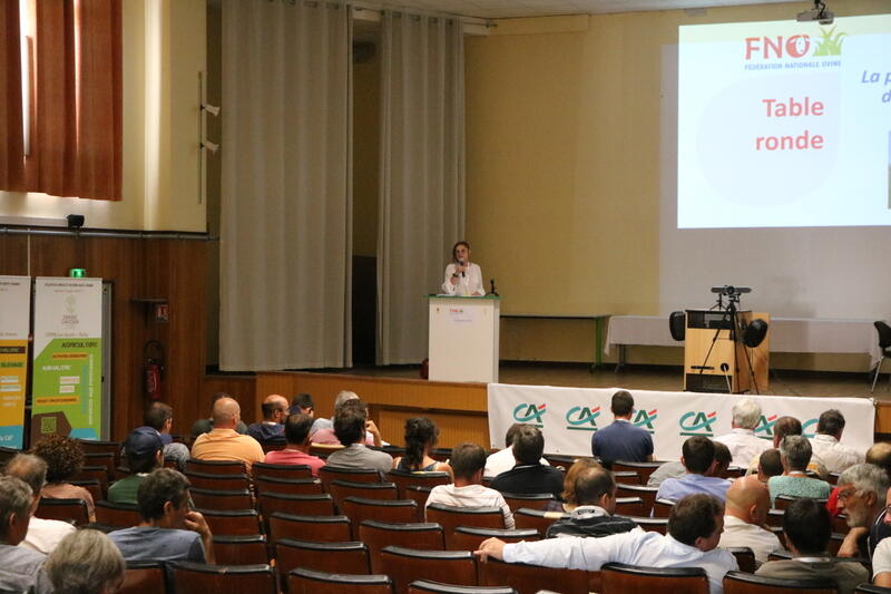 La FNO veut du sens et de la modernité pour la production ovine ...