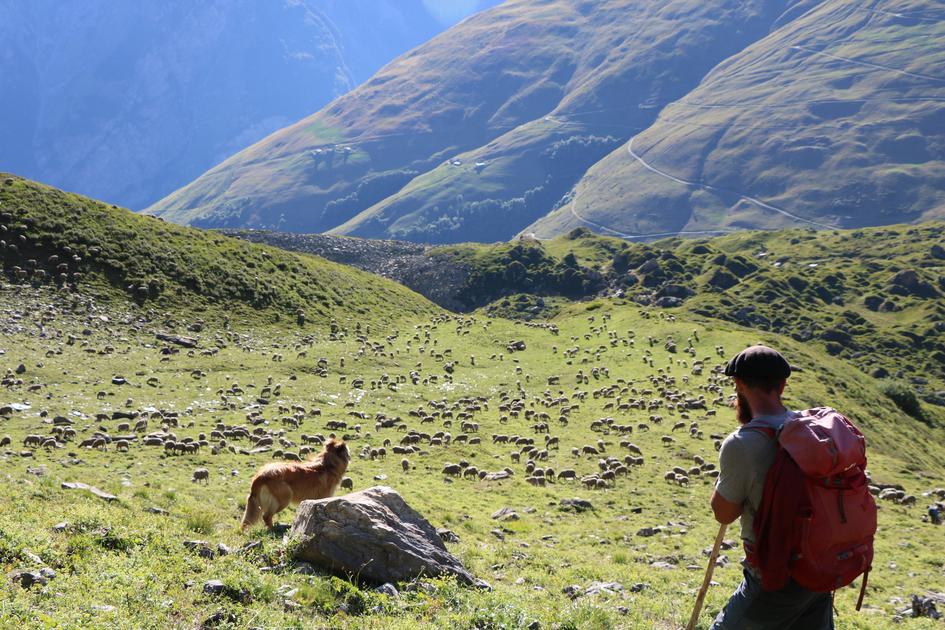 La transhumance, cette pratique ancestrale inscrite au patrimoine ...