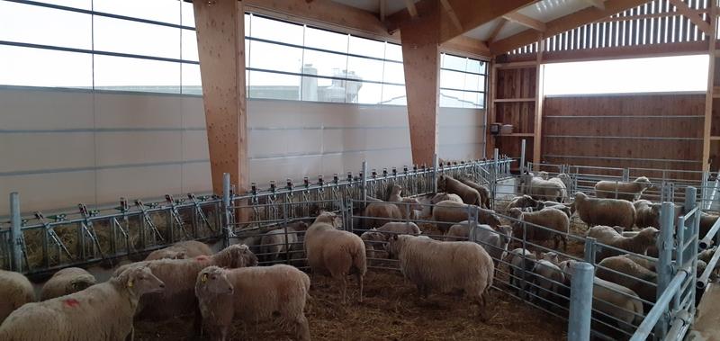 Les éleveurs ovins ont-ils adopté le numérique ? | Réussir Pâtre