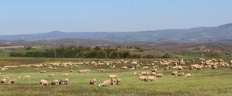 Bergiroq, la nutrition des brebis laitières par Evialis | Réussir Pâtre
