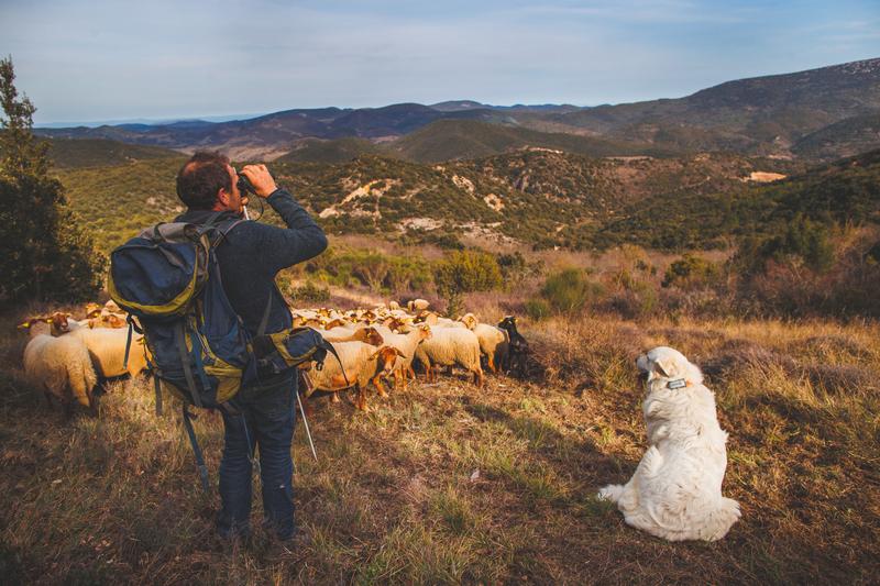 « Mes brebis pâturent sur 100 hectares de vigne » | Réussir Pâtre