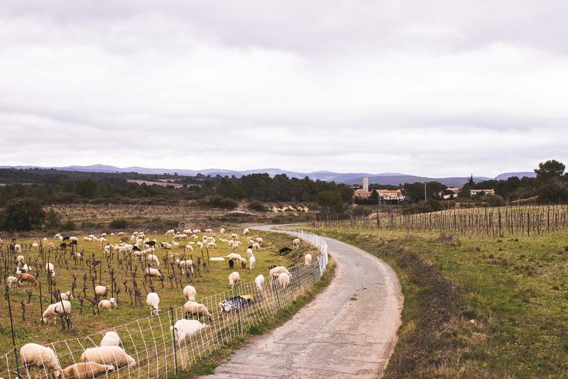 Évaluer le potentiel pastoral d’un territoire | Réussir Pâtre