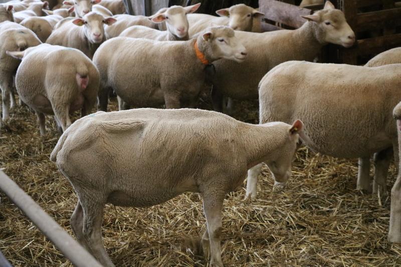 Sheep Parasite Prevention: Scabies, Lice, Myiasis, and Augustats – Archyde