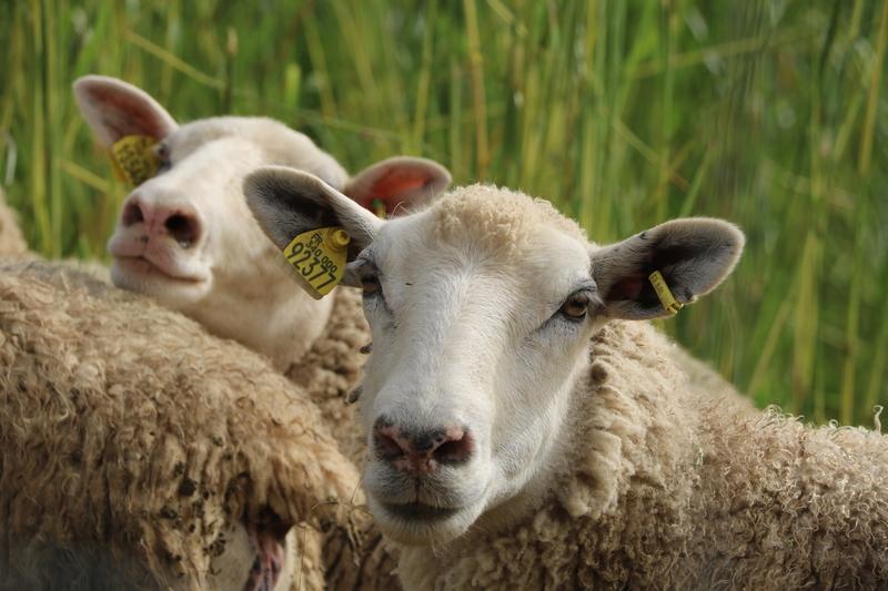 Vacciner, c’est protéger nos brebis et notre avenir ! | Réussir Pâtre