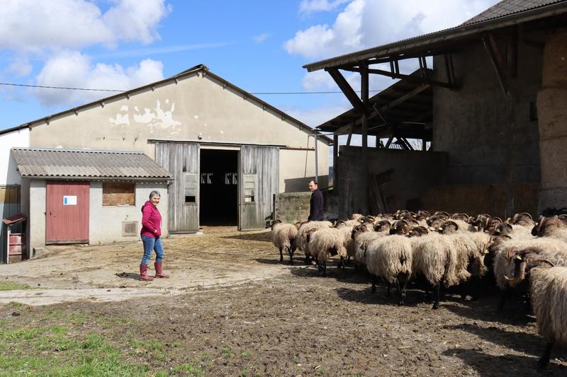« J’ai atteint mon objectif de 200 litres par brebis manech tête noire ...