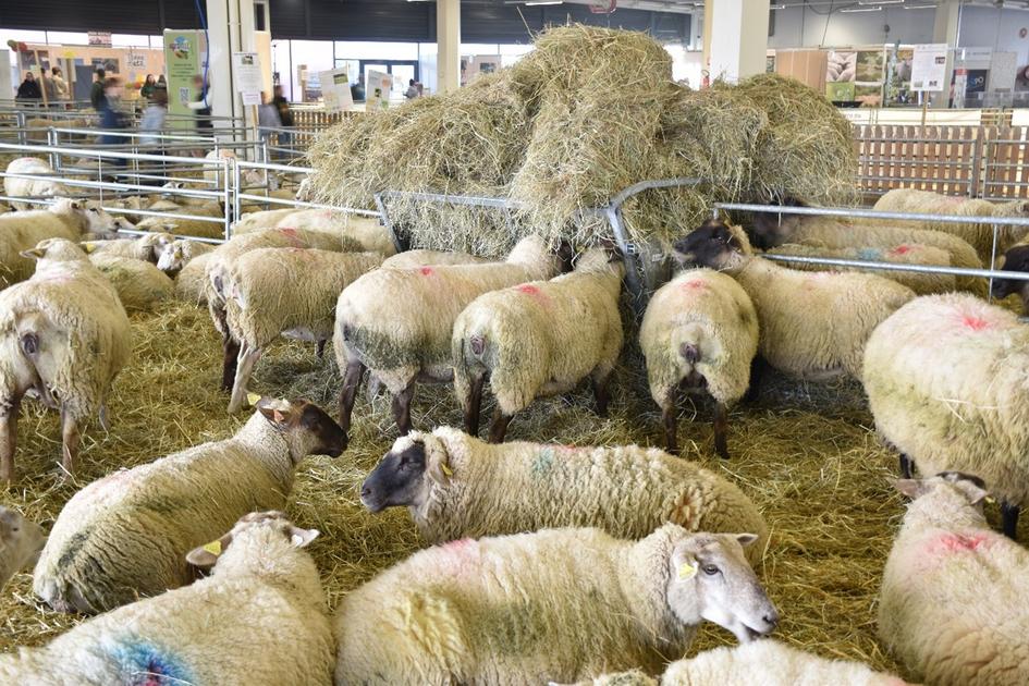 Agrimax | Salon Agrimax : les brebis lainières de l’Est font sensation ...