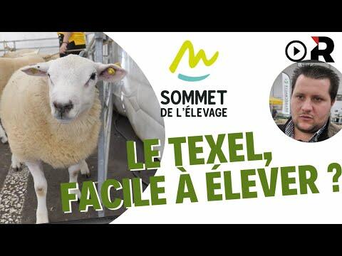Un éleveur de mouton au Sommet de l'élevage : Corentin Albert présente ...