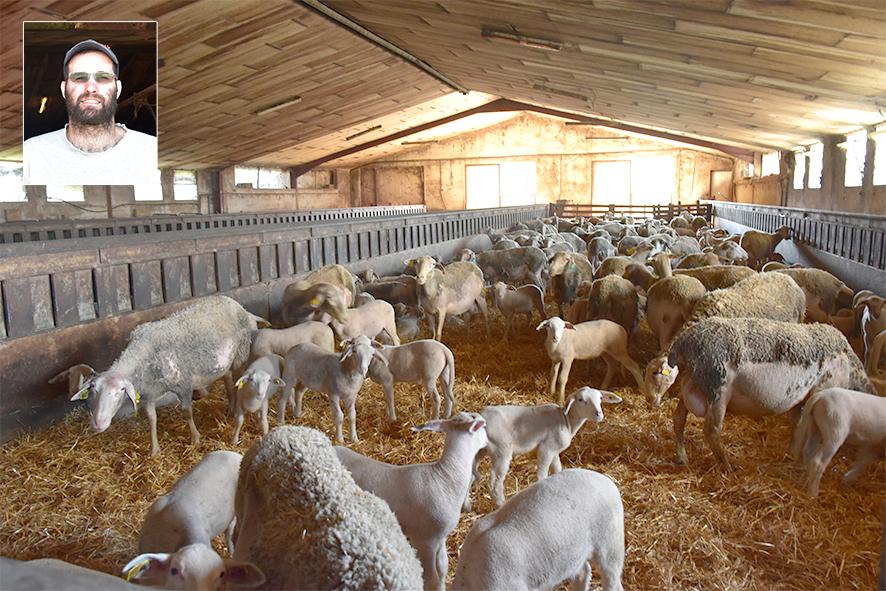 Un véritable modèle de l'élevage ovin viande | Paysan Tarnais