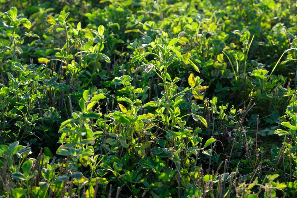 Changement de la BCAE 8 sur les IAE et équivalences | Paysan Tarnais