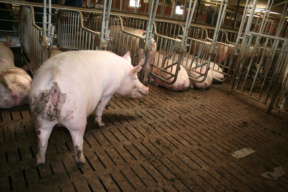 La leptospirose est source de problèmes de reproduction | Réussir porc ...