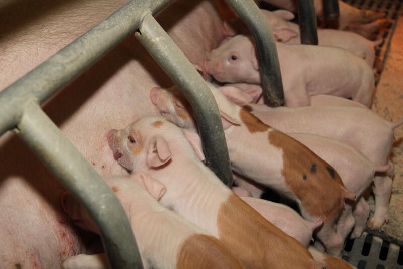 Tout se joue à la naissance des porcelets | Réussir porc - Tech porc