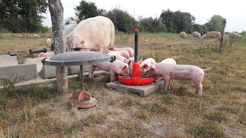 Comment réussir une vaccination orale des porcelets en plein air | Réussir porc - Tech porc