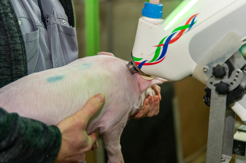Vaccination des porcelets : Un injecteur sans aiguille pratique et ...