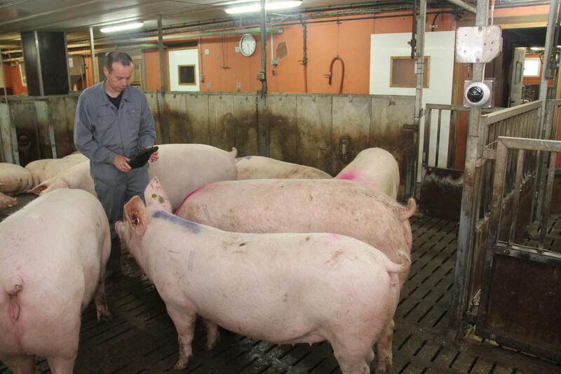 Les dimensions des porcs et leur activité estimées par caméra | Réussir ...