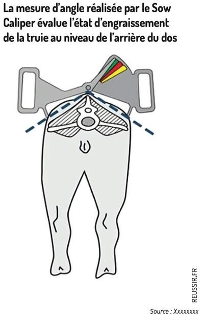 L'outil de mesure Sow Caliper facilite la gestion de l’état corporel ...