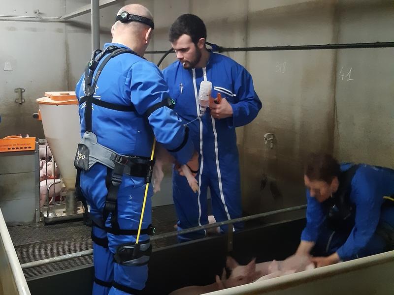Vaccination des porcelets : l’exosquelette ne soulage pas le dos | Réussir porc - Tech porc