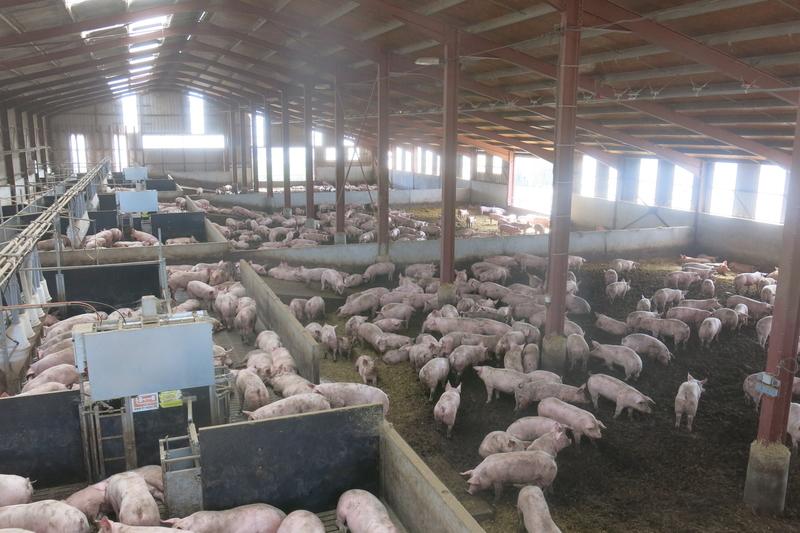 Comment rénover les engraissements des élevages de porcs avec des ...